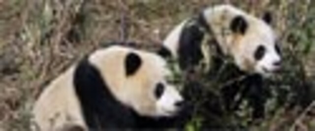 Giant panda undergoes cataract surgery - News18