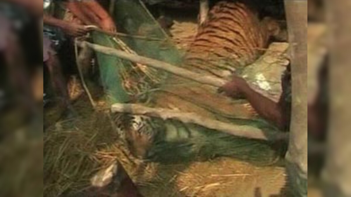 Tiger caught by West Bengal villagers dead