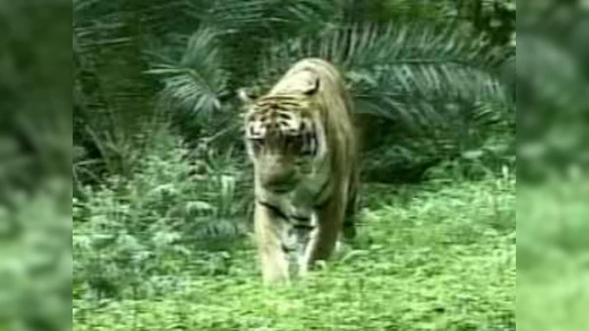 Alleged 'maneater' tiger caught in Uttaranchal forest - News18