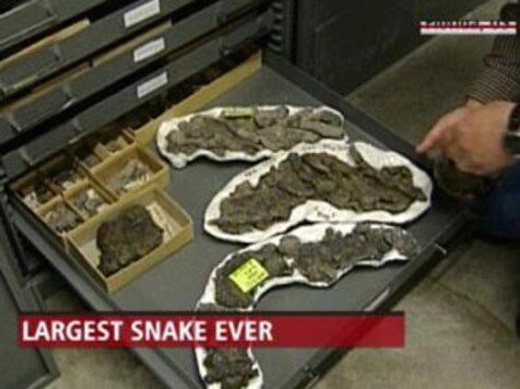 Fossil of largest snake discovered in Cerrejon - News18