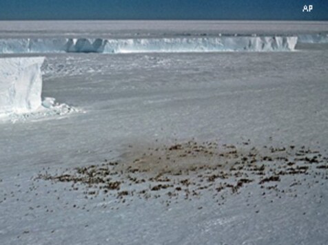 Scientists track penguin poop from space