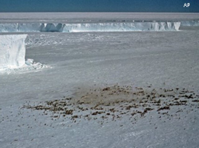 Scientists track penguin poop from space - News18