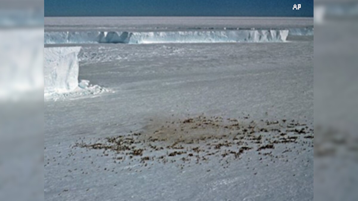 Scientists track penguin poop from space - News18