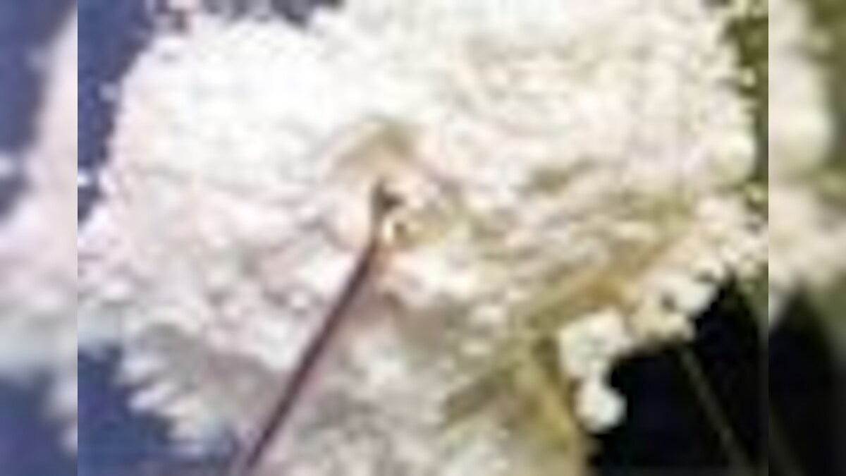 Ants 'ate' 24 kg drugs: Prosecution tells court - News18