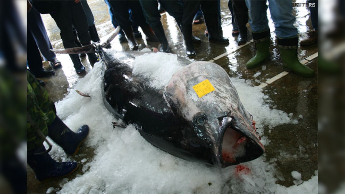 Bluefin tuna near extinction, says Greenpeace