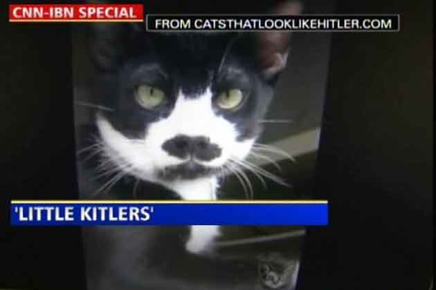 By your whiskers! a cat with Hitler's moustache - News18