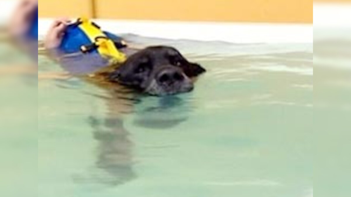 Half of pet dogs overfed, spoilt: Study