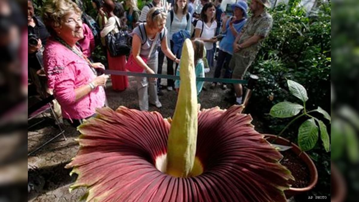 Disgusting flower has US crowds flocking - News18