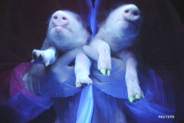 In pics: Want a pet? Get one made for you! - News18