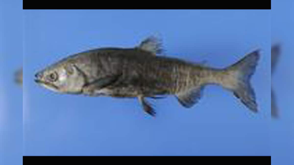 Scientist says he found Japan fish thought extinct