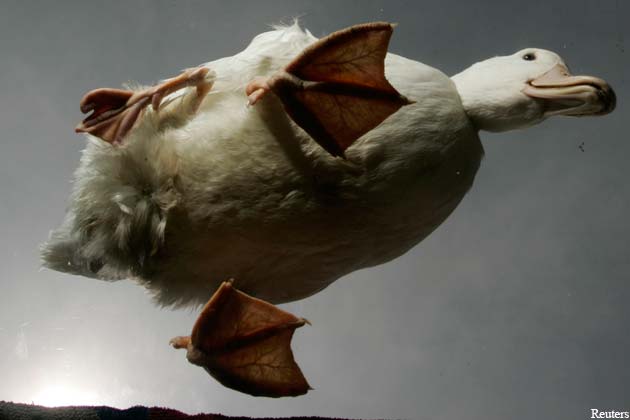 Born Freaky: World's most bizzare animals