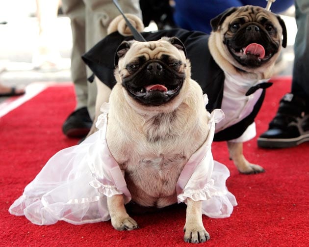 19 Bizarre Animal Weddings You Will Not Believe Actually Happened - News18