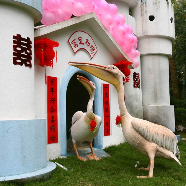 19 Bizarre Animal Weddings You Will Not Believe Actually Happened - News18