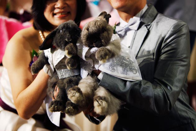 19 Bizarre Animal Weddings You Will Not Believe Actually Happened - News18