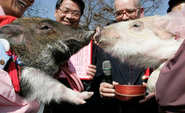 19 Bizarre Animal Weddings You Will Not Believe Actually Happened - News18