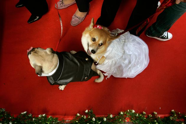 19 Bizarre Animal Weddings You Will Not Believe Actually Happened - News18