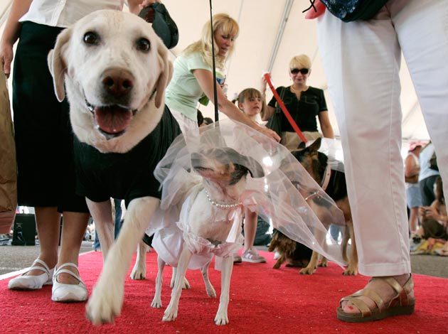 19 Bizarre Animal Weddings You Will Not Believe Actually Happened - News18