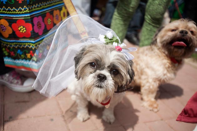 19 Bizarre Animal Weddings You Will Not Believe Actually Happened - News18