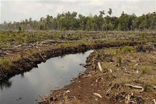 Deforestation a serious concern: Govt report