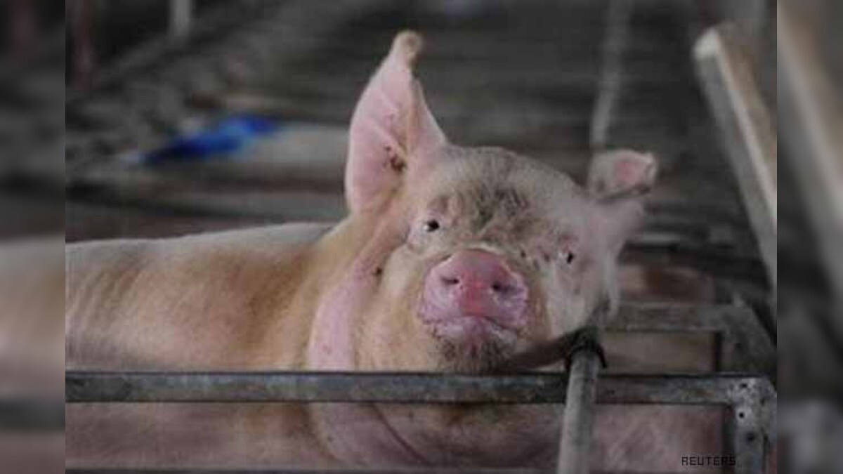 'Psychic' pig to make Euro tips