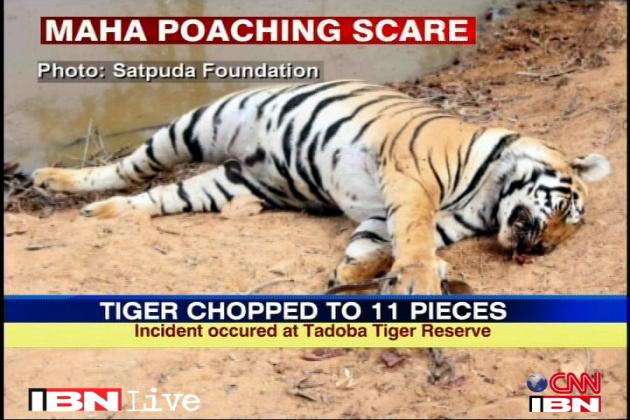 Maharashtra: Tiger poaching on the rise - News18