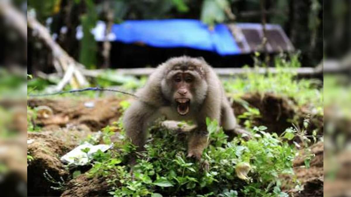 2 dead monkeys in Indian shipment to US refinery - News18