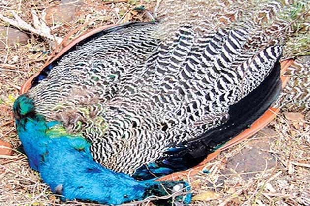 TN: 50 peacocks found dead in Dindigul