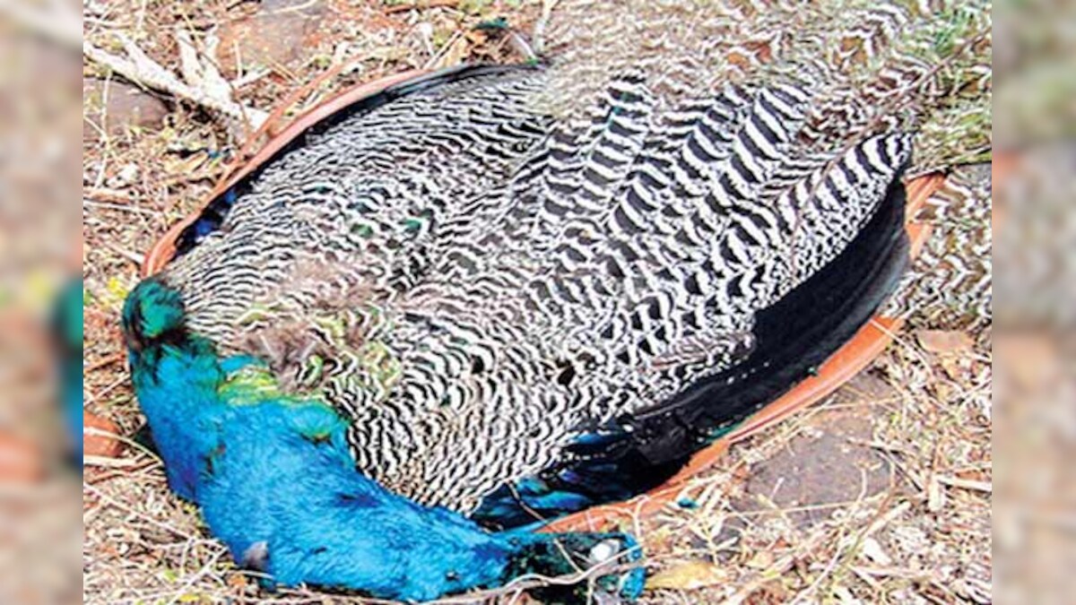 TN: 50 peacocks found dead in Dindigul - News18