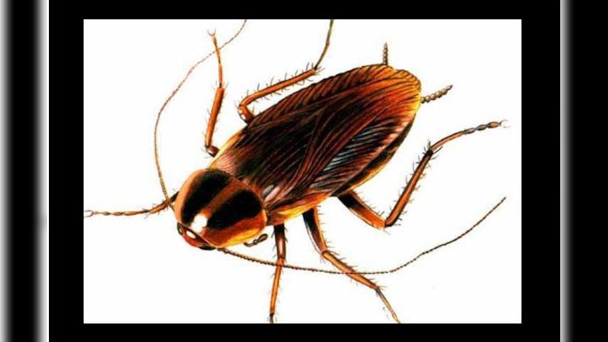 300 million-year-old 'ancestor of the cockroaches' recreated - News18