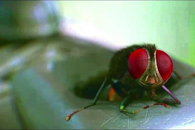 'Makkhi' Review: A great example of how the idea is truly the star - News18