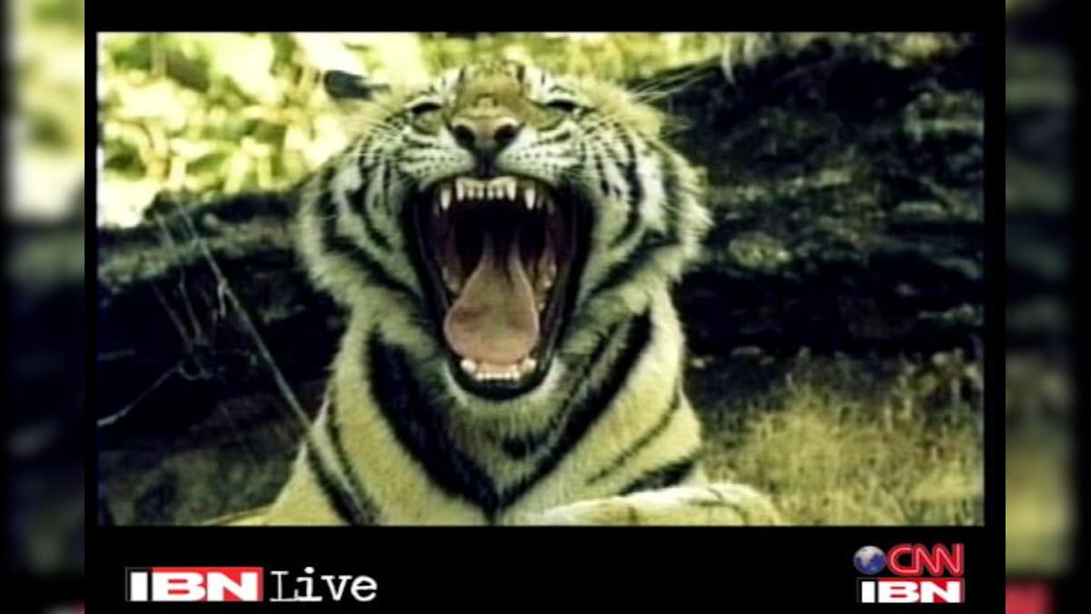 Tigress found dead in Billigiri Ranga Temple reserve - News18