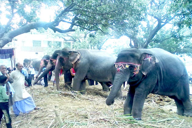 Asia's biggest cattle fair 'Sonepur mela' starts