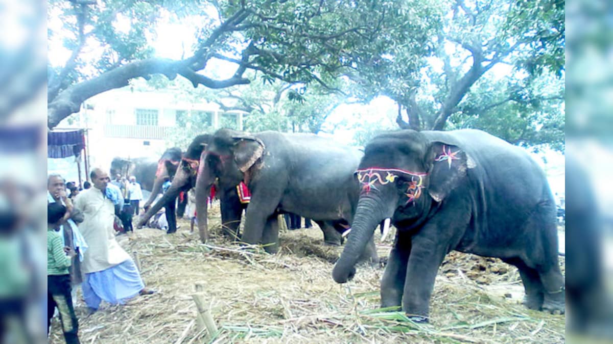Asia's biggest cattle fair 'Sonepur mela' starts - News18