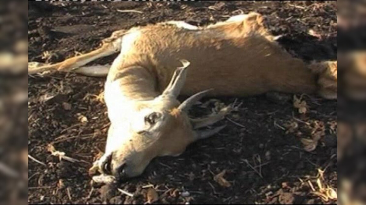 Four black bucks killed in MP forest - News18