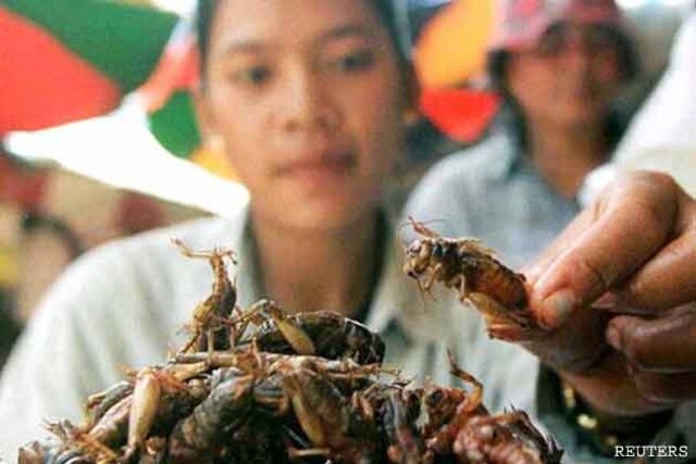 UN urges world to eat insects to fight hunger - News18