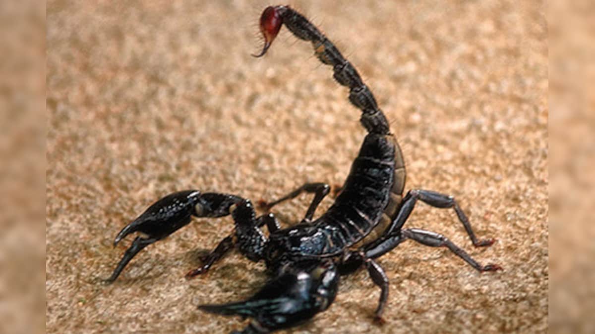 Iraqi farmer eats live scorpions every day