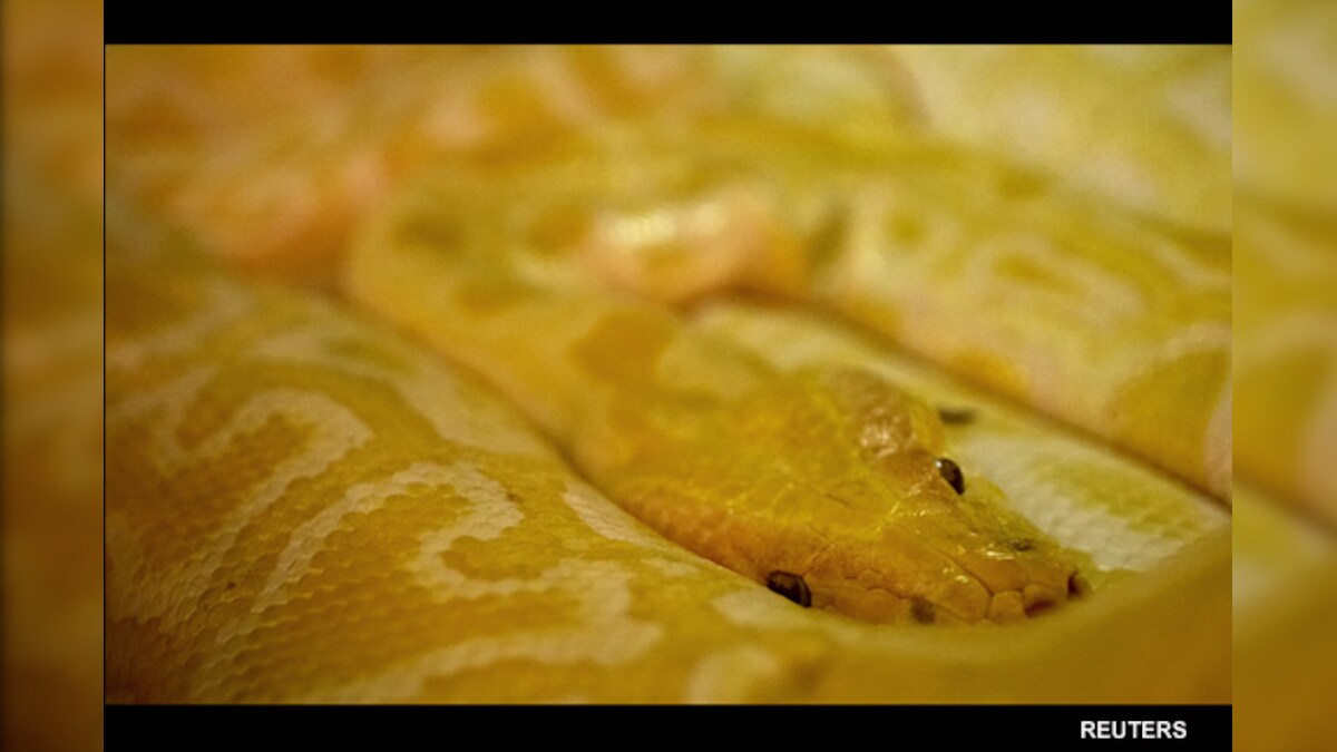 Canada: Escaped python kills two children - News18