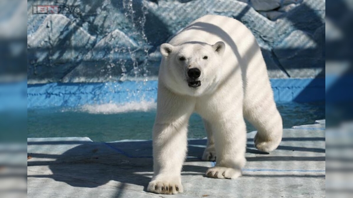 Mythical yeti could be descendants from ancient polar bear: Scientists