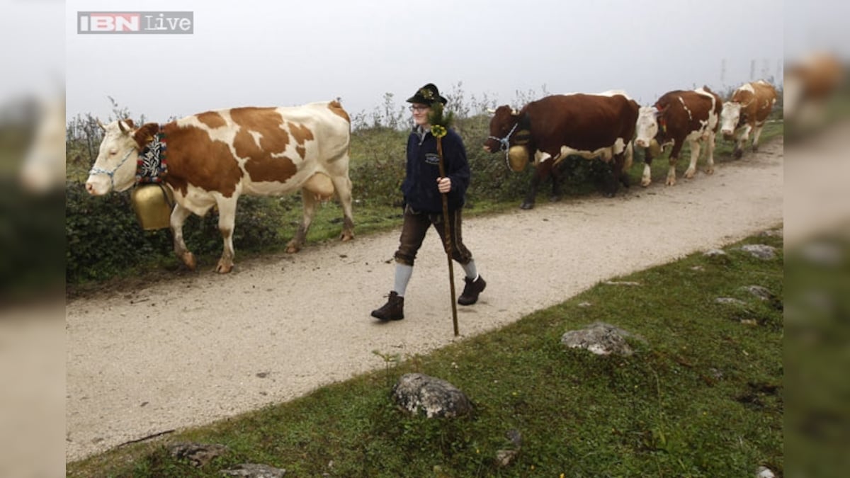 Flatulent cows start fire at German dairy farm police