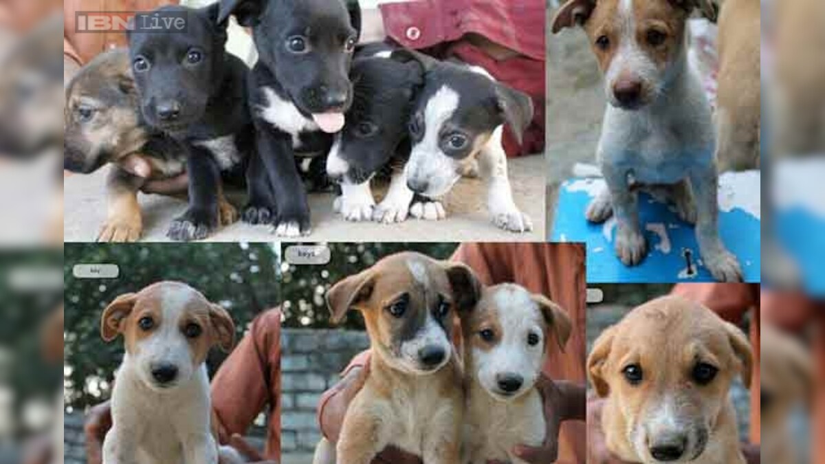 Homeless and utterly adorable: 25 cute puppies up for adoption in India