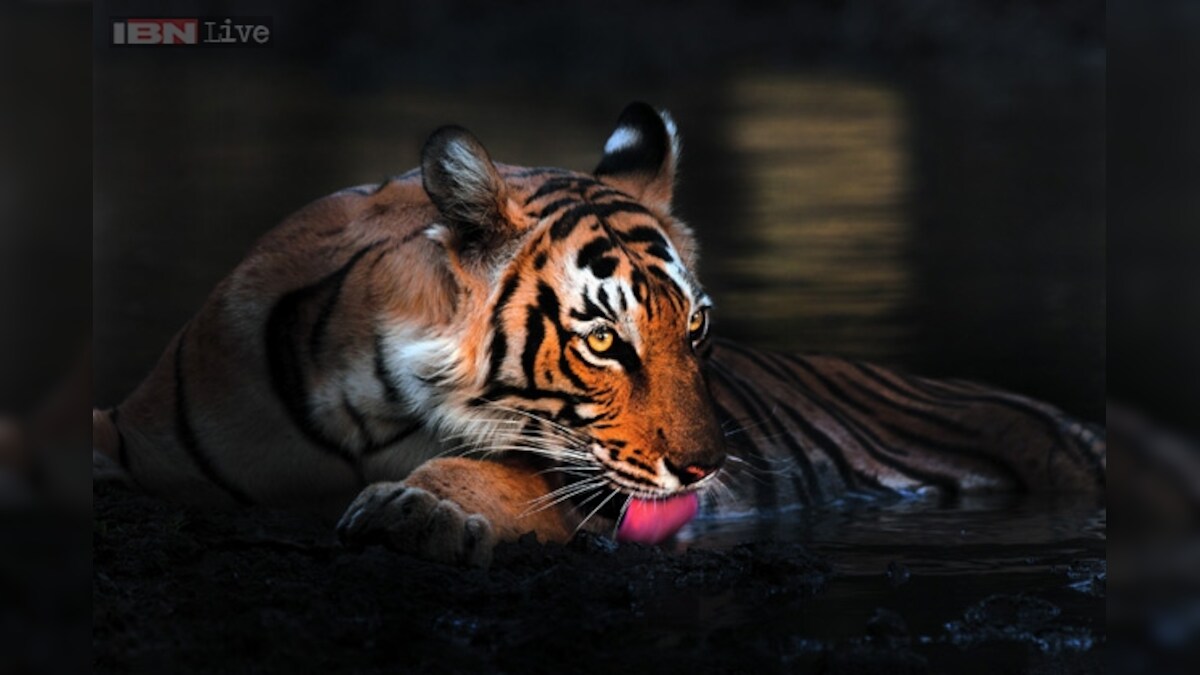 Guddu, India's longest surviving tiger dies at 26 at Kanpur Zoo