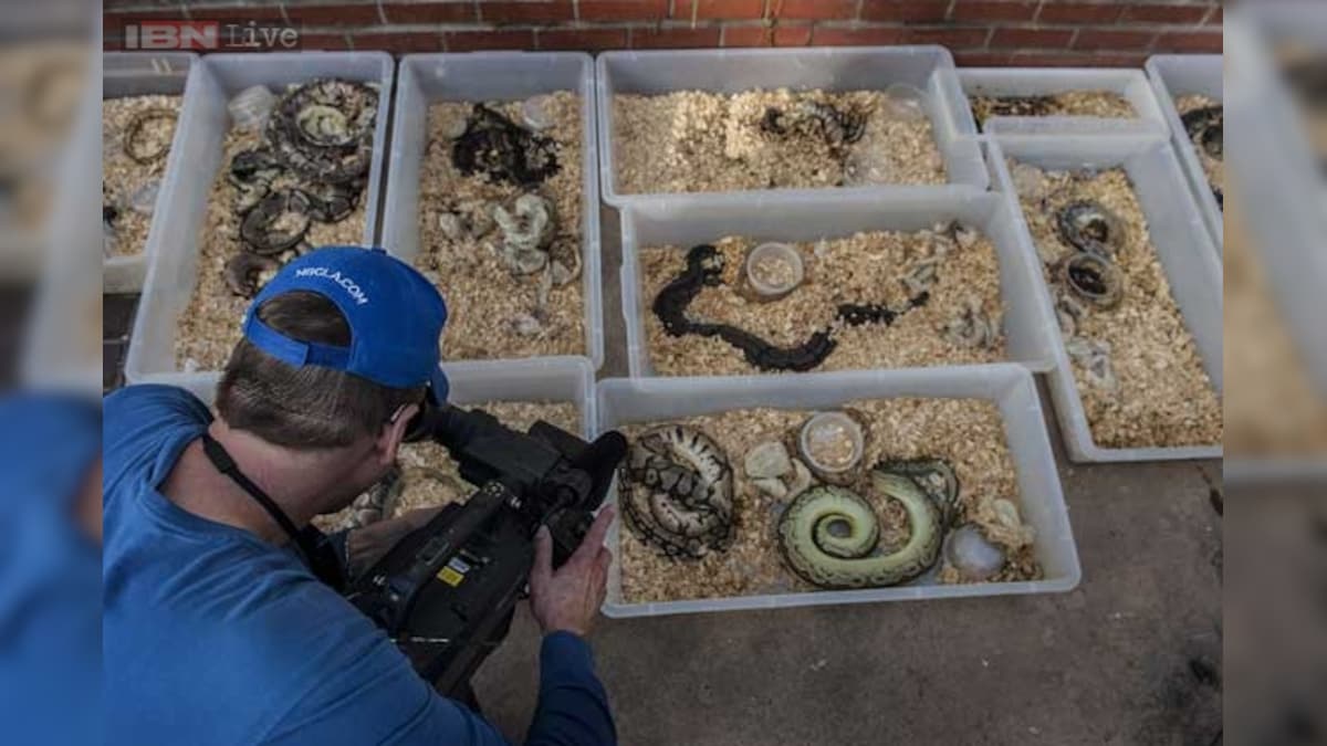 US: Hundreds of living, dead pythons found in home - News18