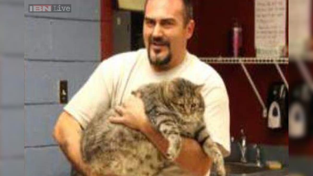 At 36 pounds, is this cat named 'Meatball' in an Arizona shelter the ...