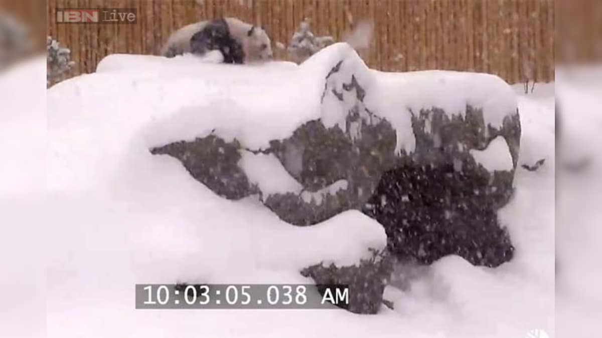 A giant panda rolling around and playing in snow is the cutest video ...