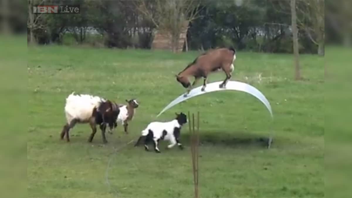 Watching these goats balance themselves on a flexible steel ribbon will ...