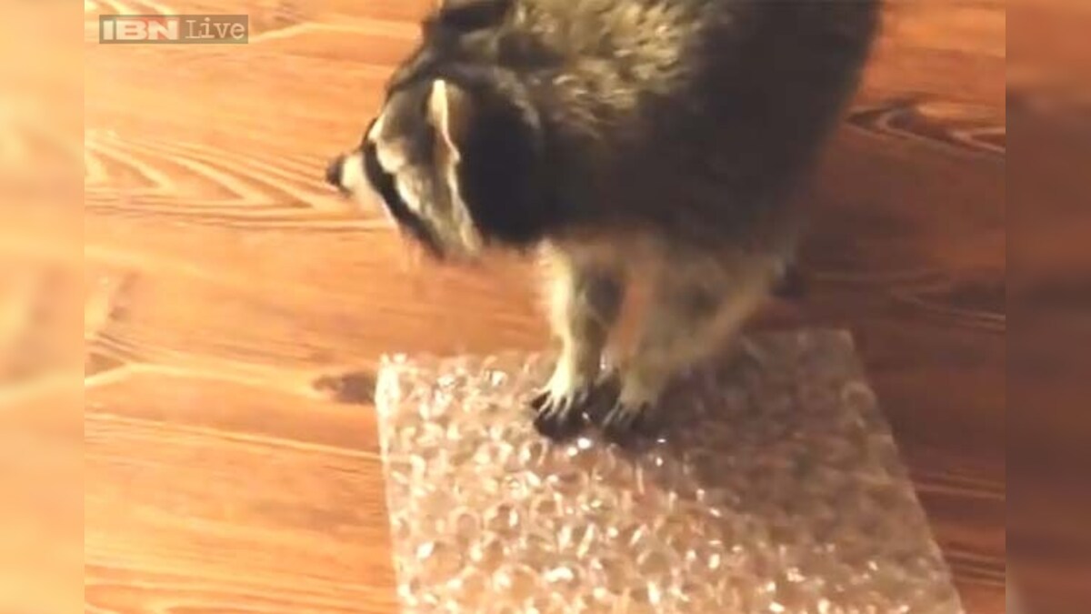 It's official. Everyone loves popping bubble wrap, including this ...