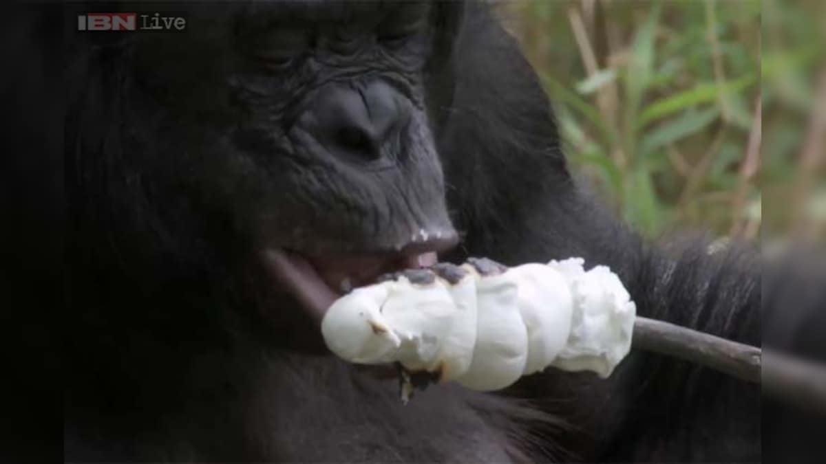 Clumsy humans, take note: This super intelligent chimpanzee has learnt ...