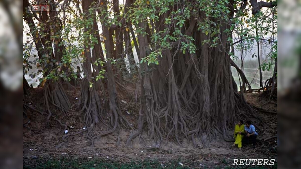500-year-old banyan tree gets tourist spot status in Odisha