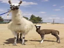 15 unusual hybrid animals that you never knew existed - Photogallery