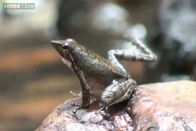Watch: Newly discovered 'dancing' frogs in Western Ghats are now a ...